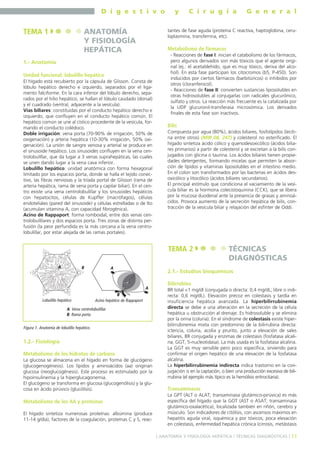 Manual amir de sistema digestivo | PDF