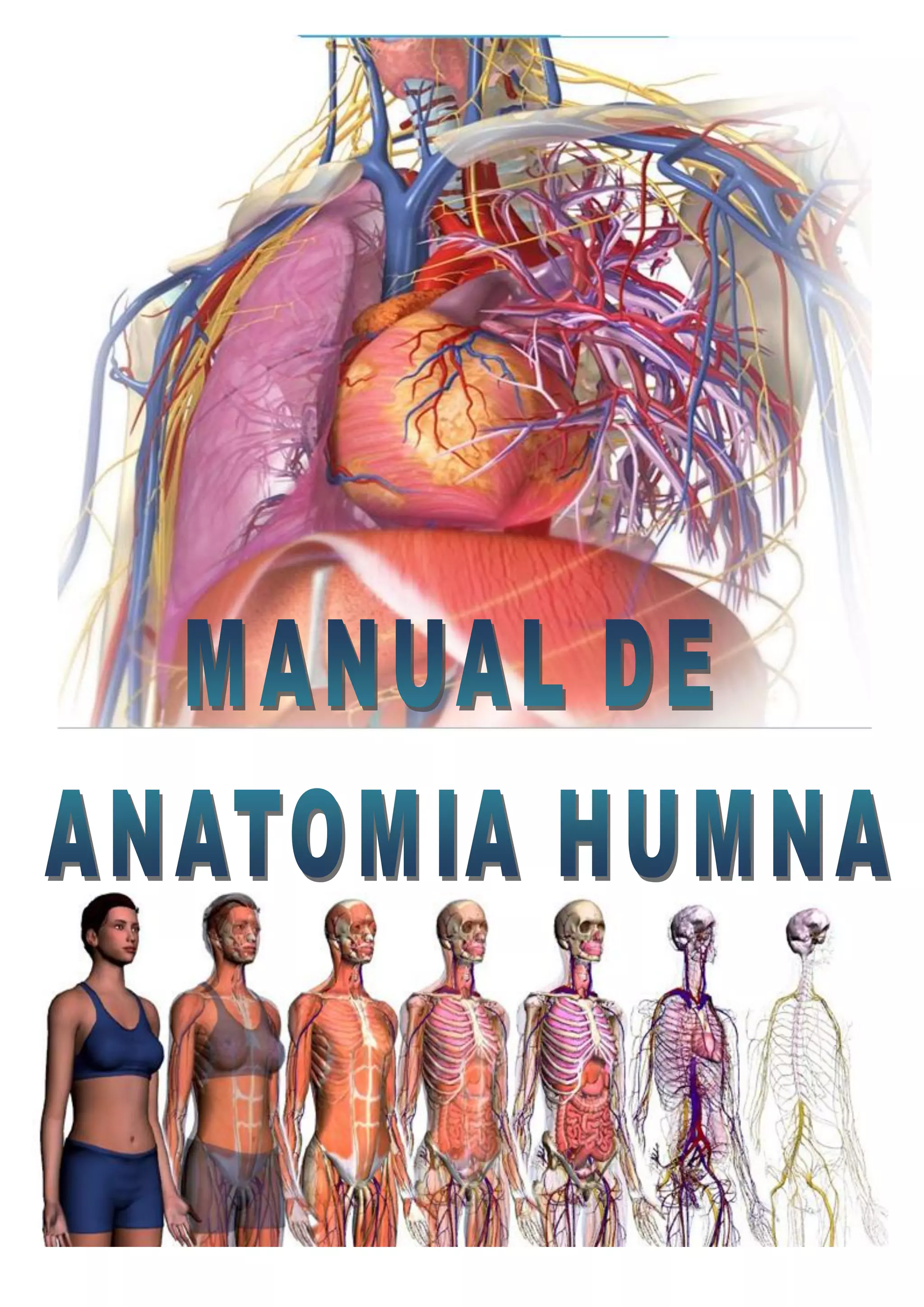 Manual anatomia humana | PDF