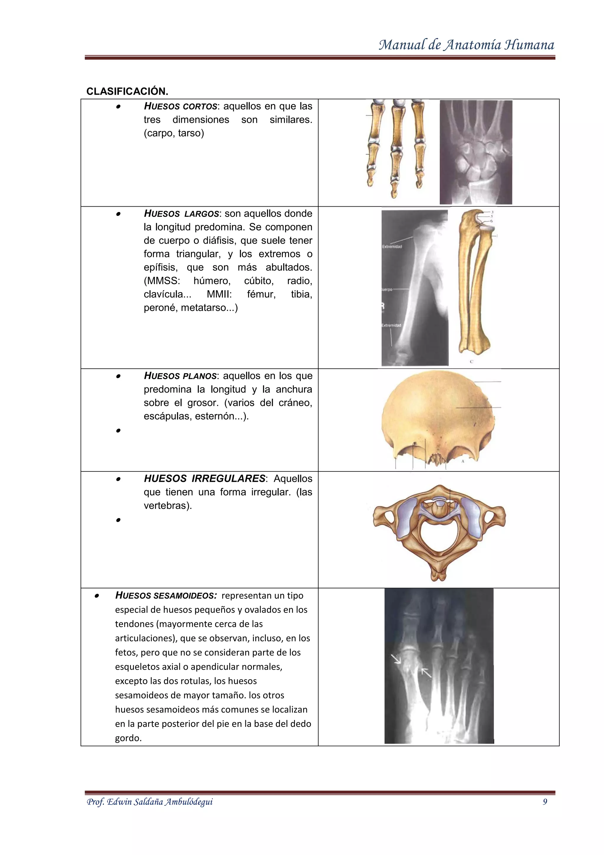 Manual anatomia humana | PDF
