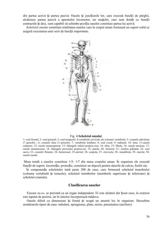 Manual anatomie | PDF
