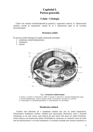 Manual anatomie | PDF