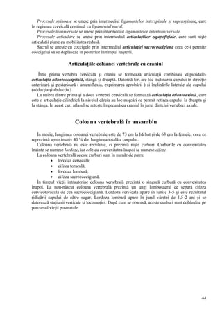 Manual anatomie | PDF