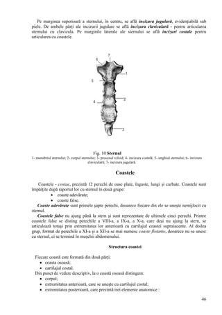 Manual anatomie | PDF