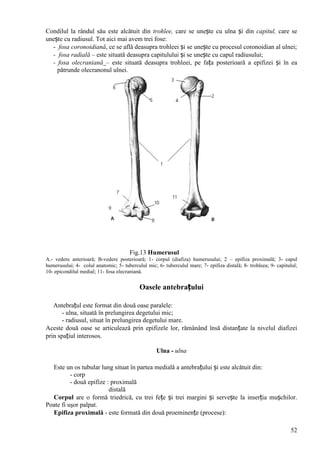 Manual anatomie | PDF