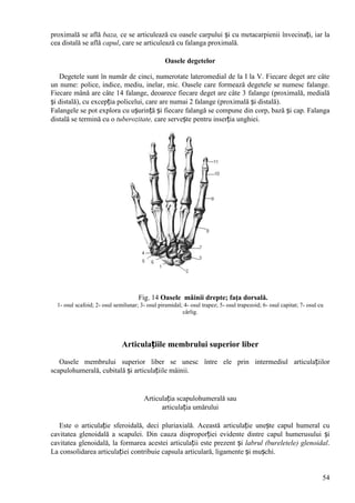 Manual anatomie | PDF