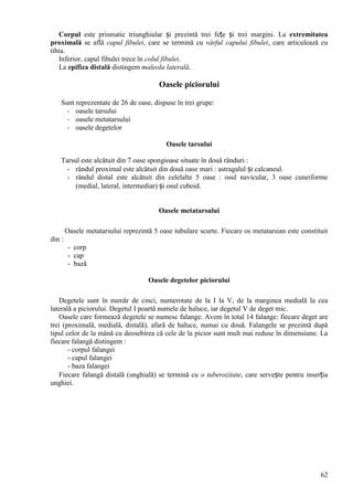 Manual anatomie | PDF