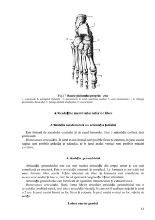 Manual anatomie | PDF