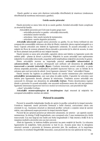 Manual anatomie | PDF