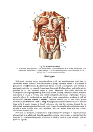 Manual anatomie | PDF