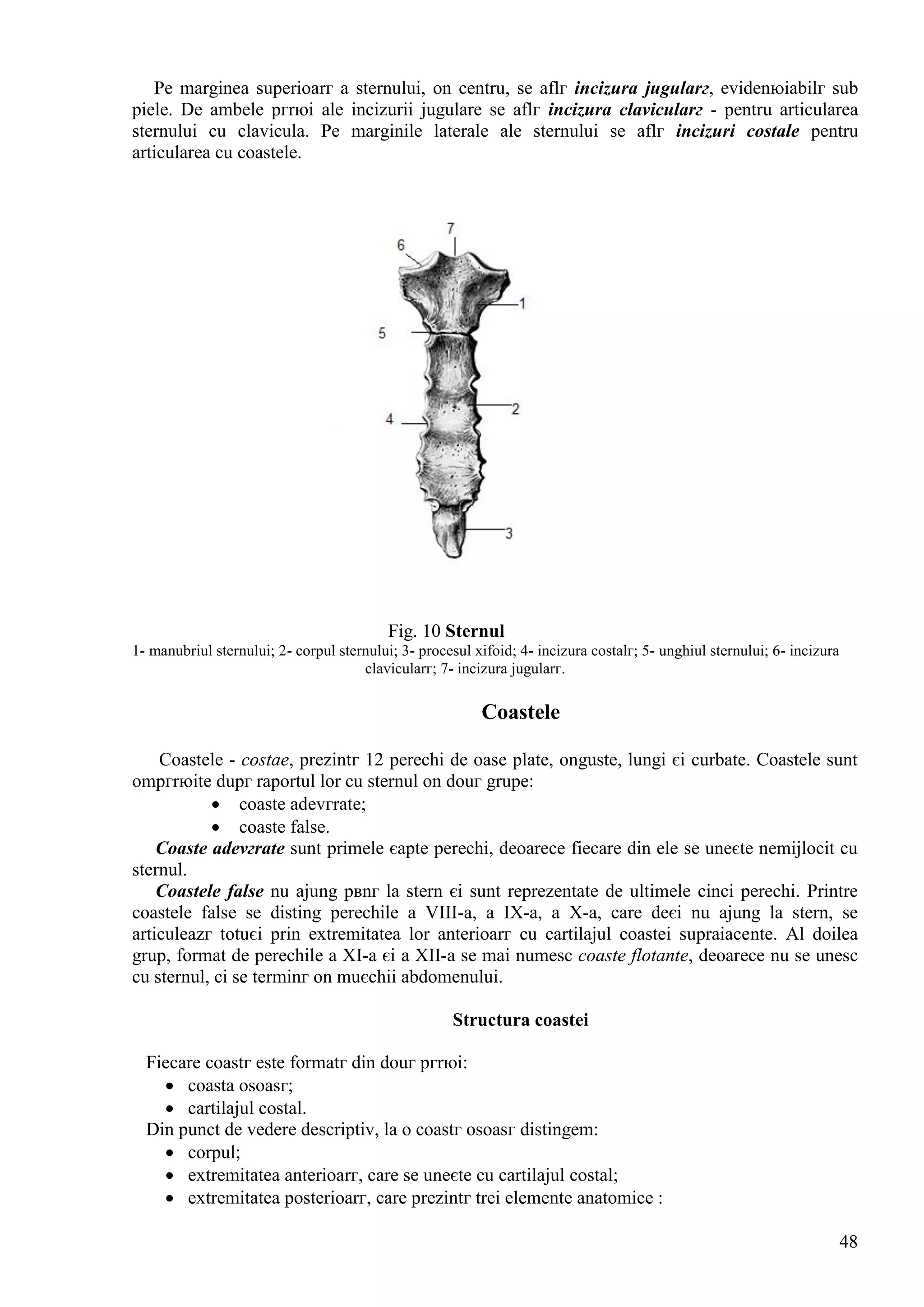 Manual anatomie | PDF
