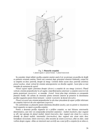 Manual anatomie | PDF