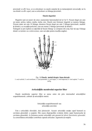 Manual anatomie | PDF
