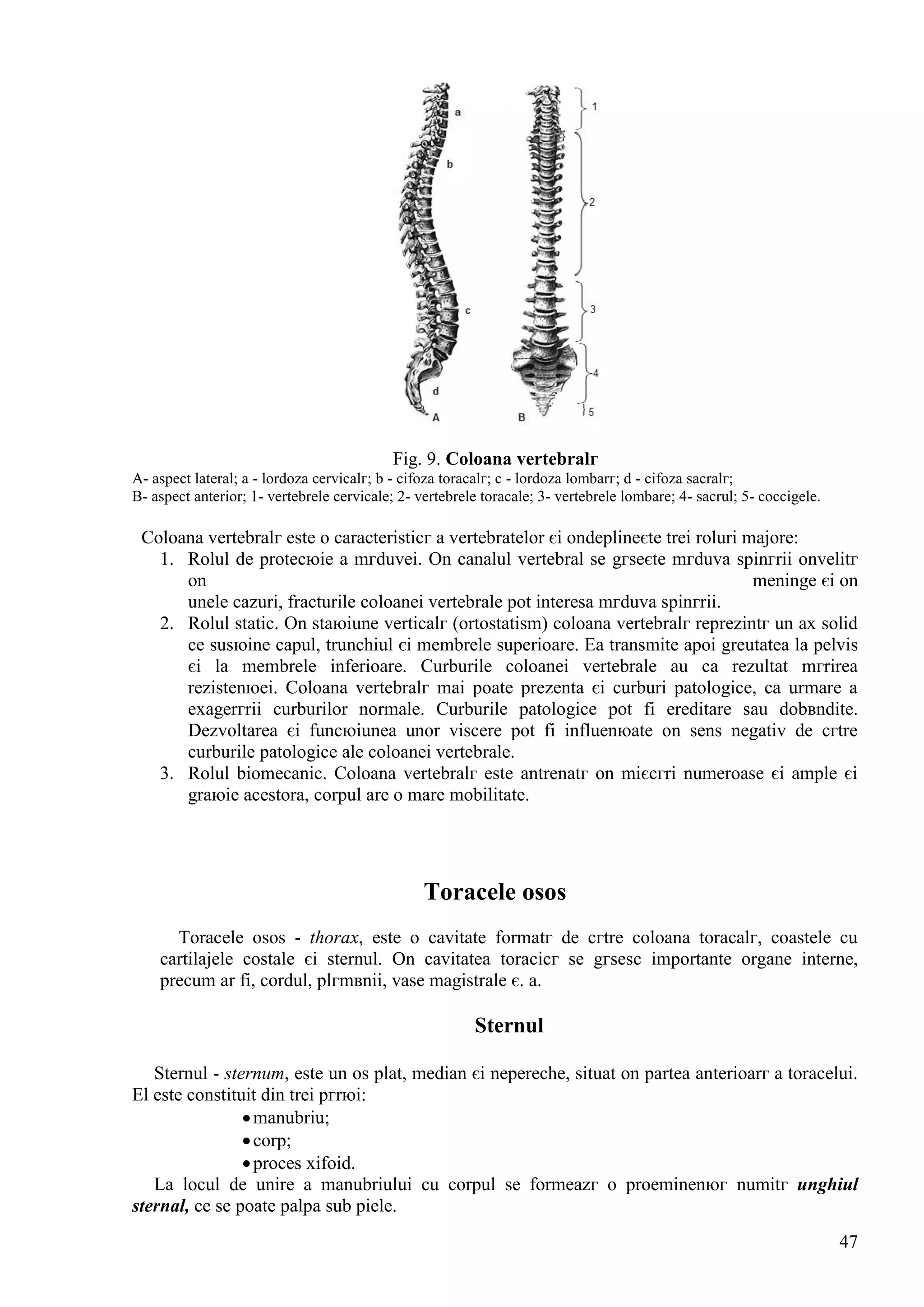 Manual anatomie | PDF