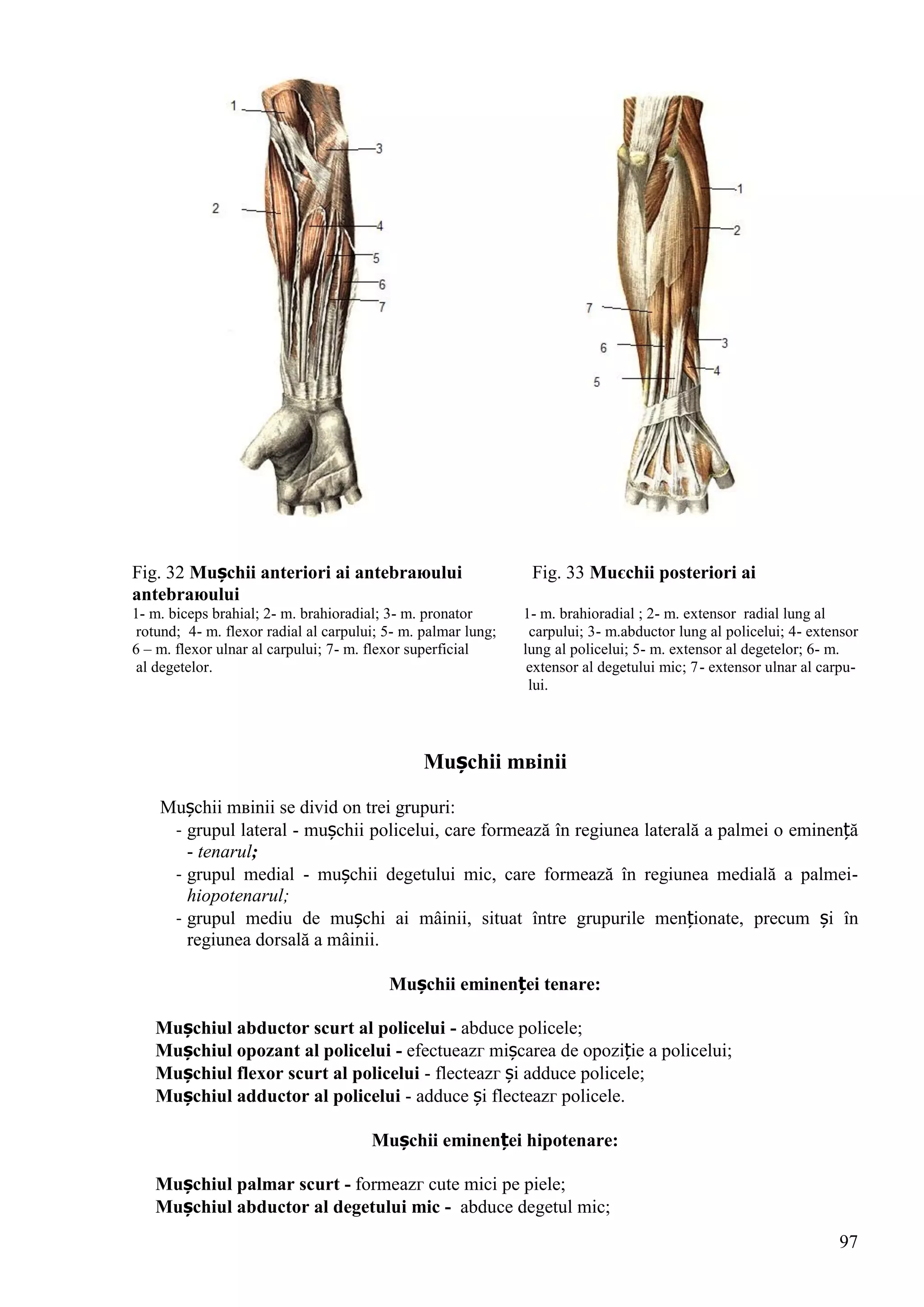 Manual anatomie | PDF