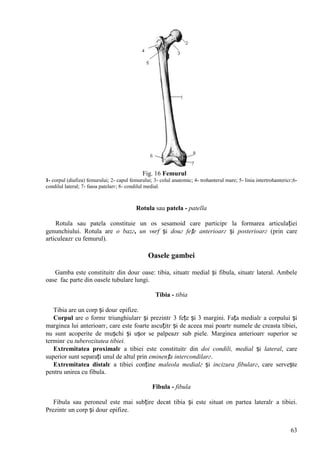 Manual anatomie | PDF