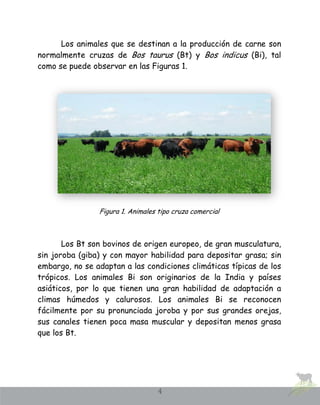Manual carne de res mexicana | PDF