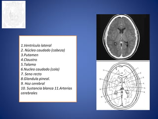 Manual de anatomia de cabeza | PPT
