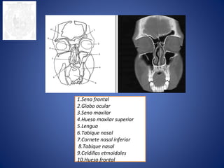 Manual de anatomia de cabeza | PPT