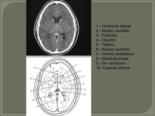 Manual de anatomia de cabeza primera parte | PPT