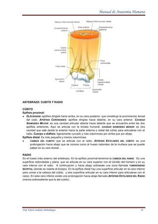 Manualdeanatomiahumana | PDF
