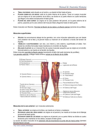 Manualdeanatomiahumana | PDF