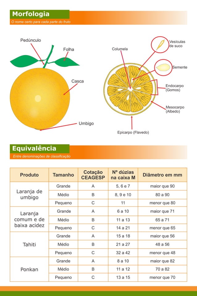 Manual de classificacao de citros de mesa | PDF