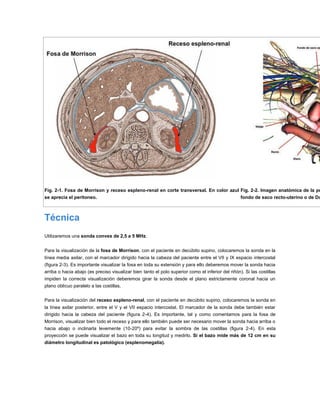 Manual De Ecografia Clinica | PDF