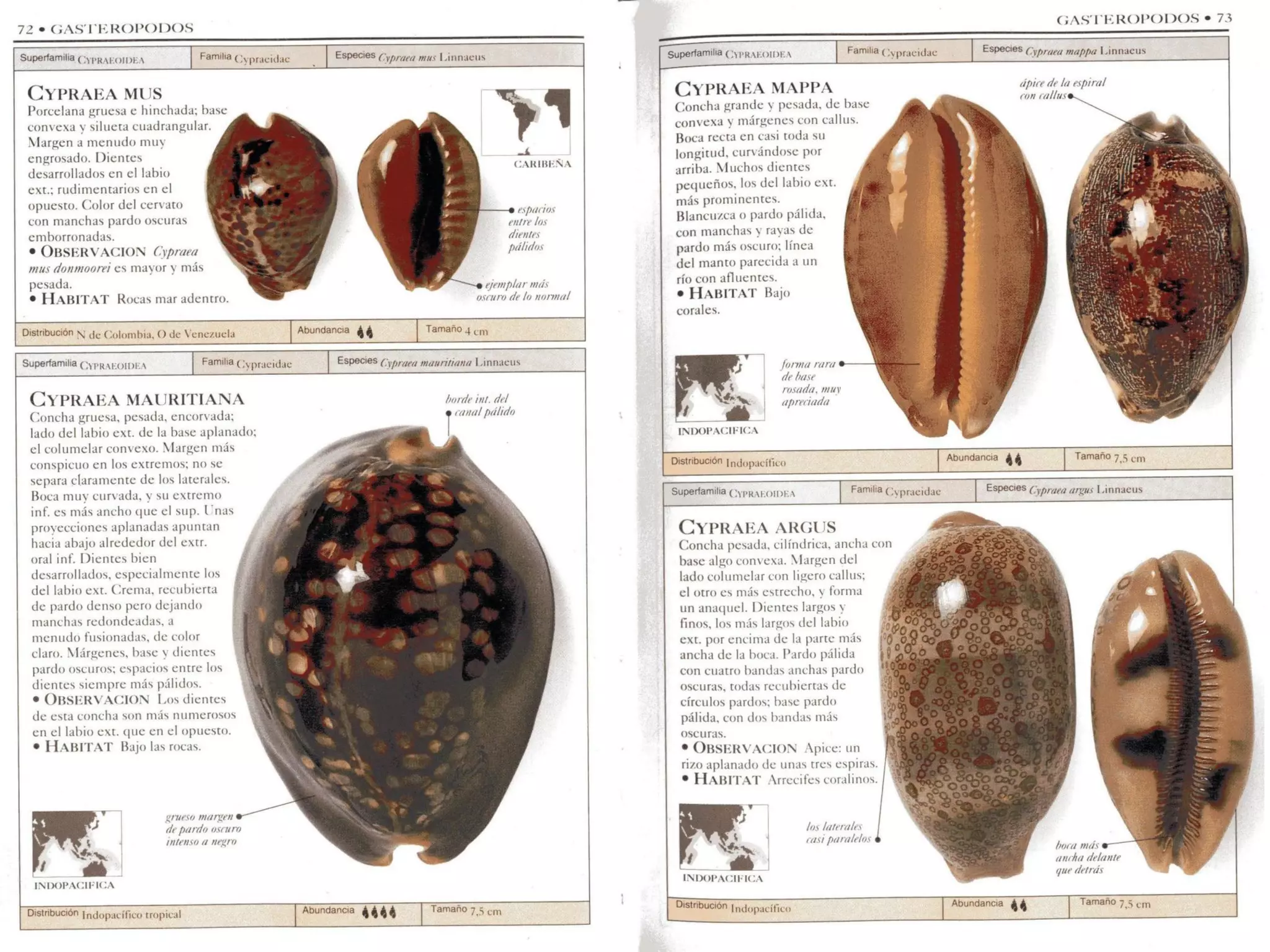 Manual de identificacion s. peter dance | PPT