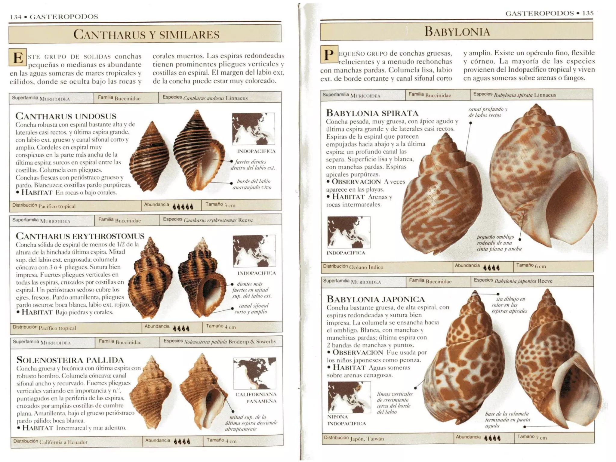 Manual de identificacion s. peter dance | PDF