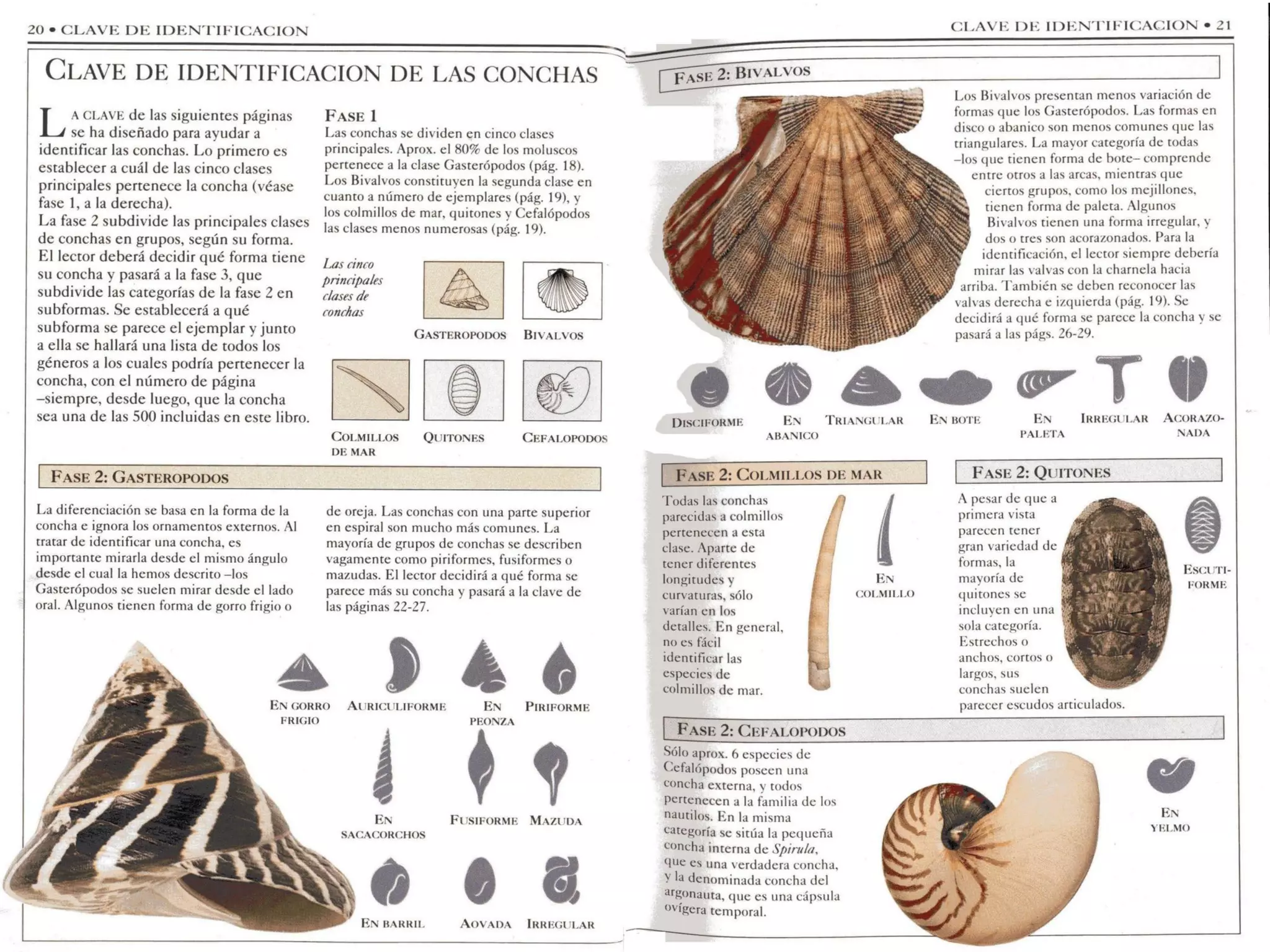 Manual de identificacion s. peter dance | PDF