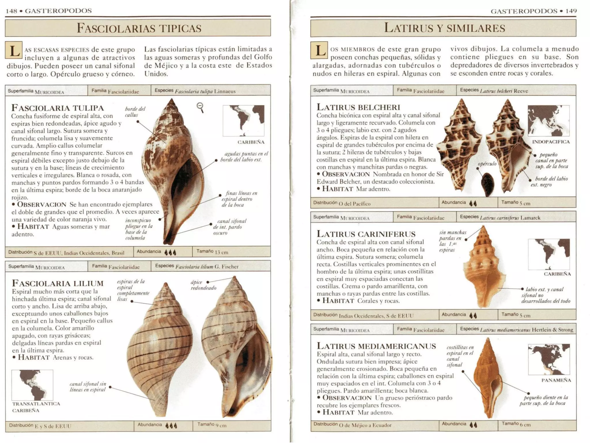 Manual de identificacion s. peter dance | PPT