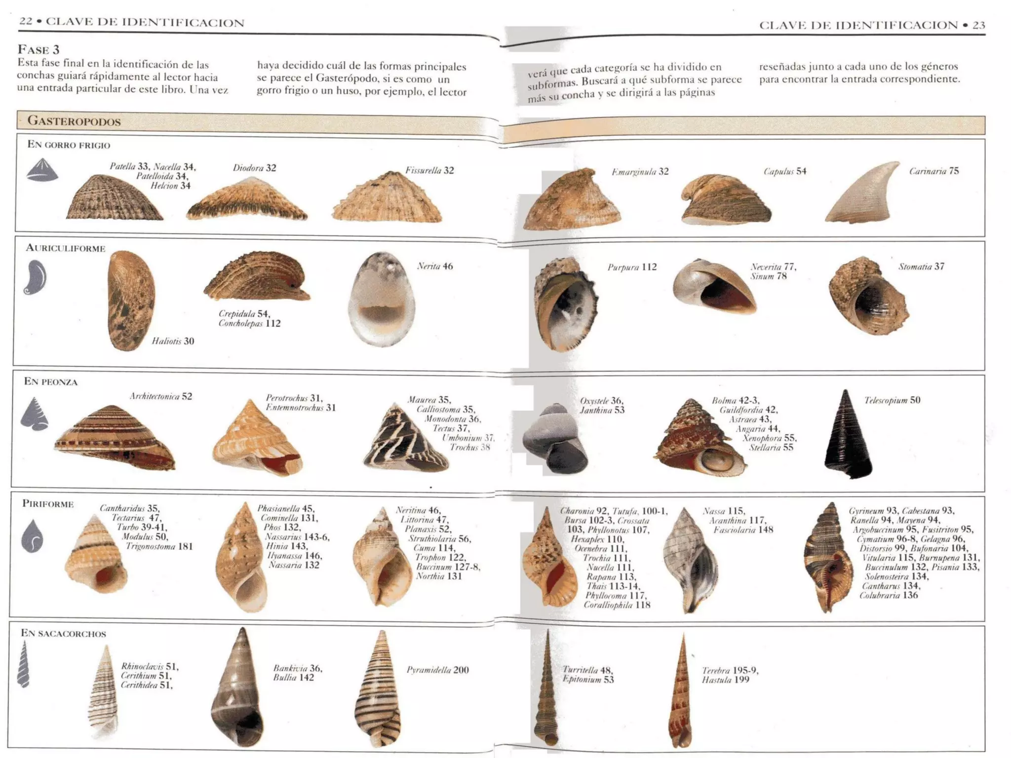 Manual de identificacion s. peter dance | PPT