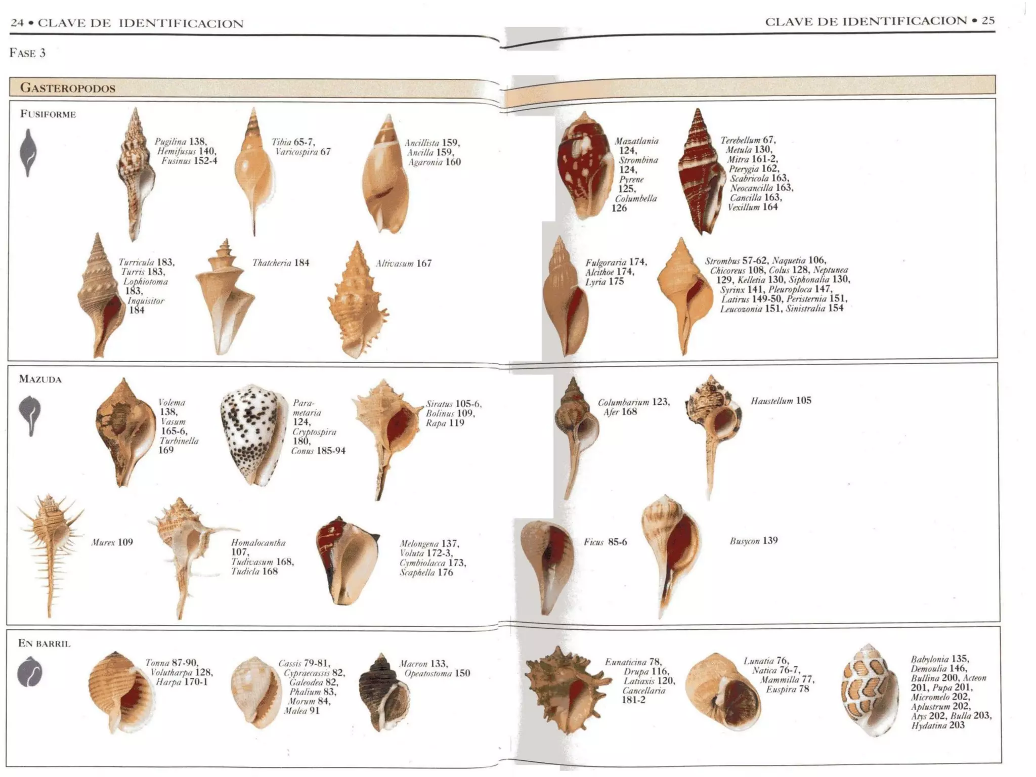 Manual de identificacion s. peter dance | PPT