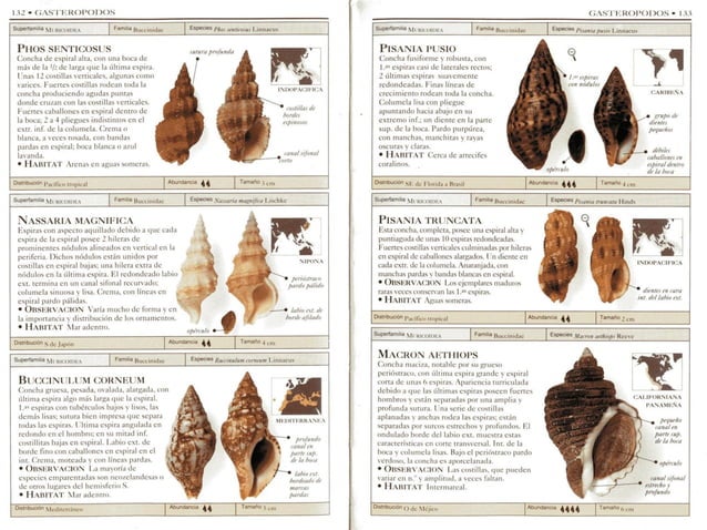 Manual de identificacion s. peter dance | PPT