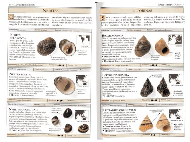 Manual de identificacion s. peter dance | PPT