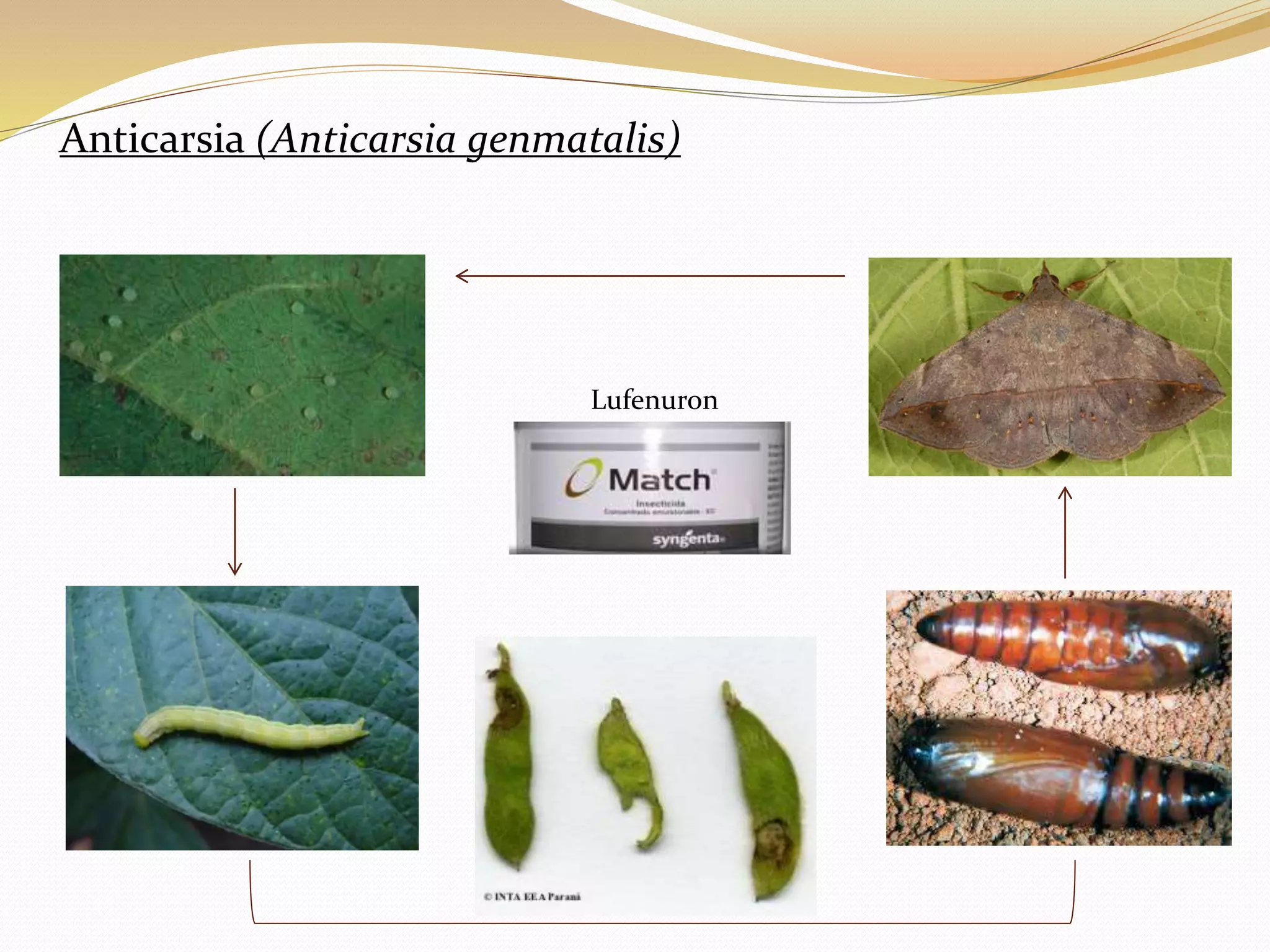Manual de insectos | PPT