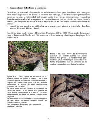 Manual de plantaciones forestales | PDF