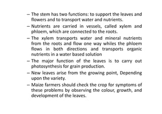 Manual For Maize Production | PDF