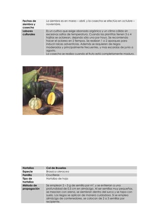 Manual hortalizas | PDF