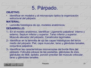 Manual morfologia ocular | PPT