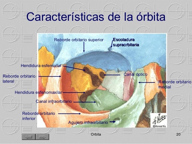 Manual morfologia ocular