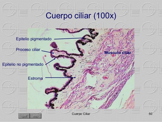 Manual morfologia ocular