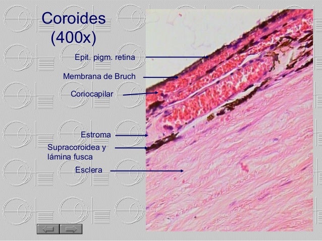 Manual morfologia ocular