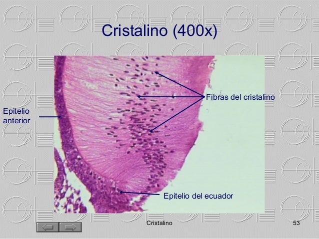 Manual morfologia ocular