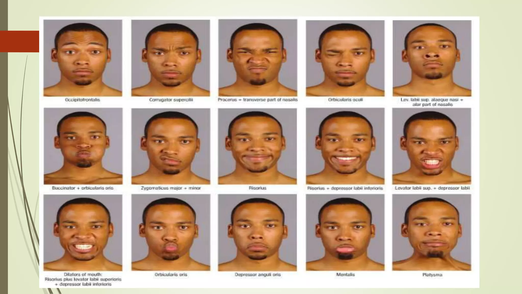 Manual Muscle Testing For Trunk, Neck & Face | PPTX