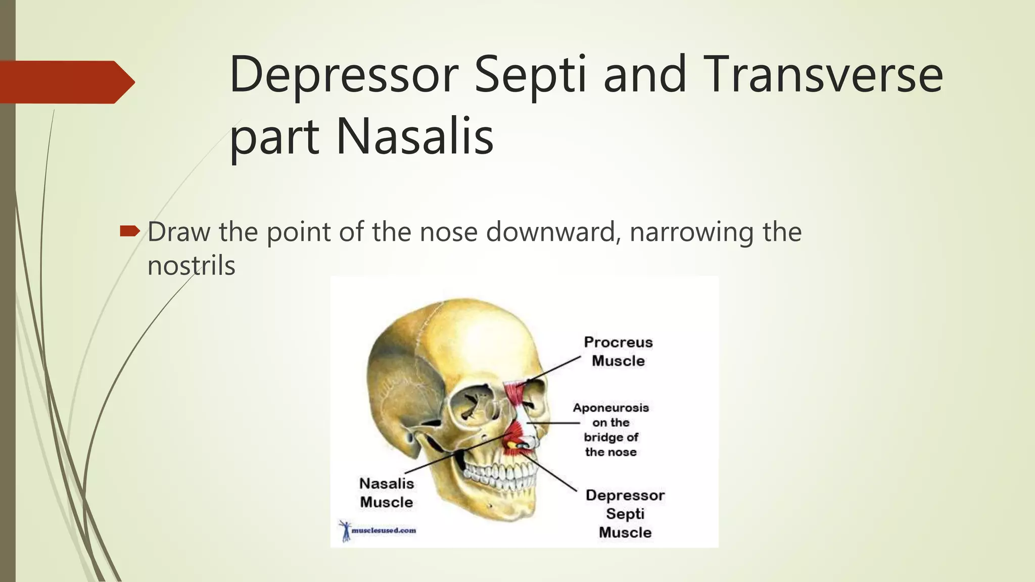 Manual Muscle Testing For Trunk, Neck & Face | PPTX