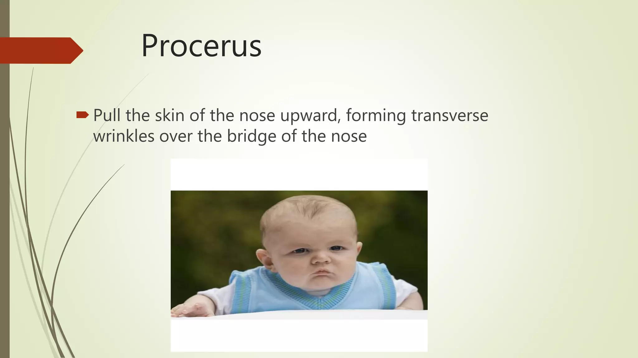 Manual Muscle Testing For Trunk, Neck & Face | PPTX