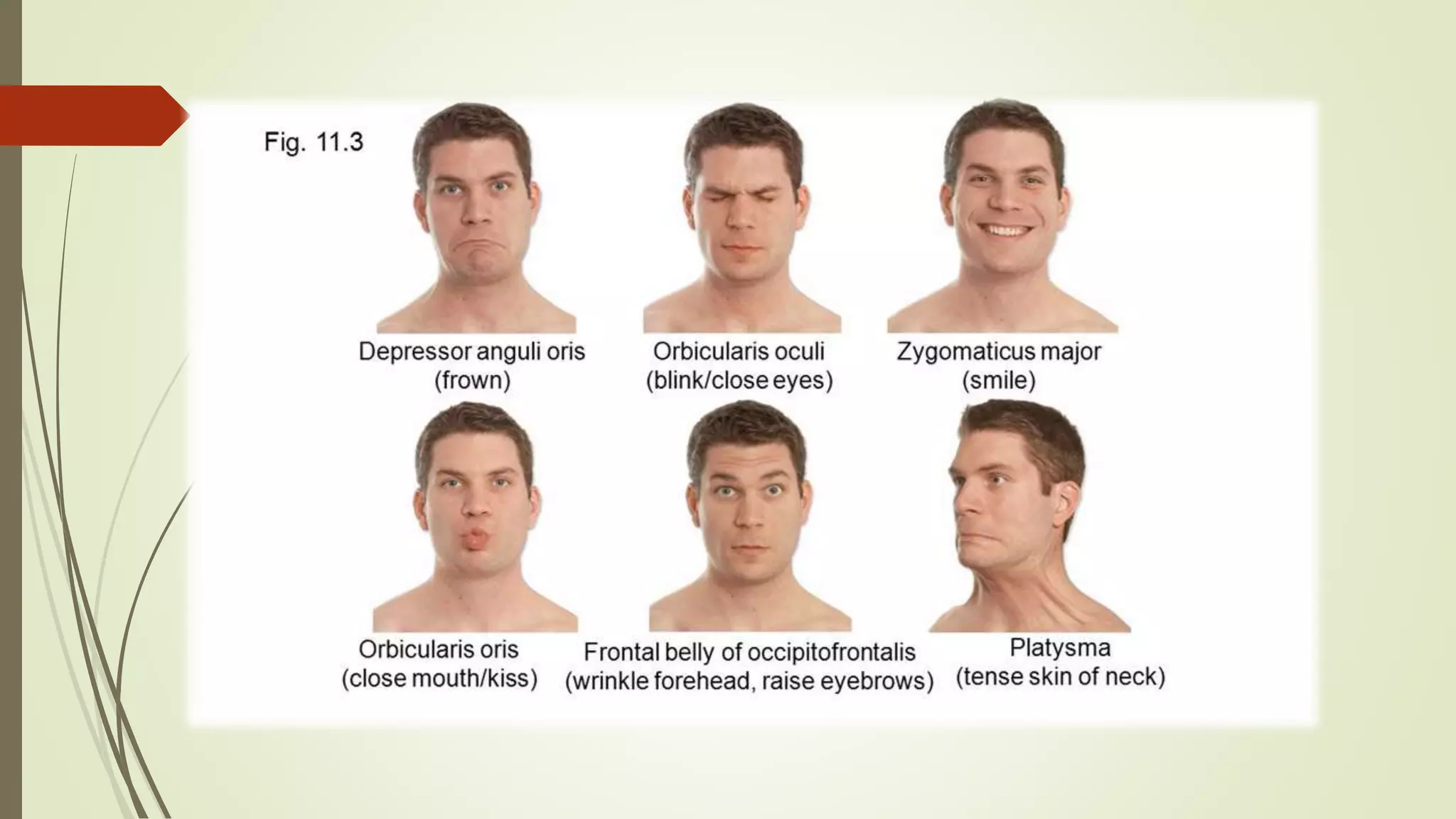 Manual Muscle Testing For Trunk, Neck & Face | PPTX