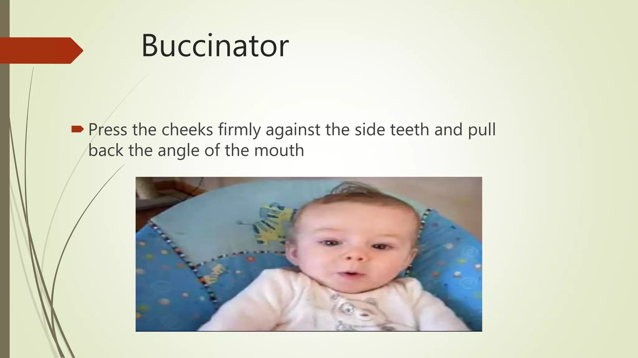 Manual Muscle Testing For Trunk, Neck & Face | PPTX