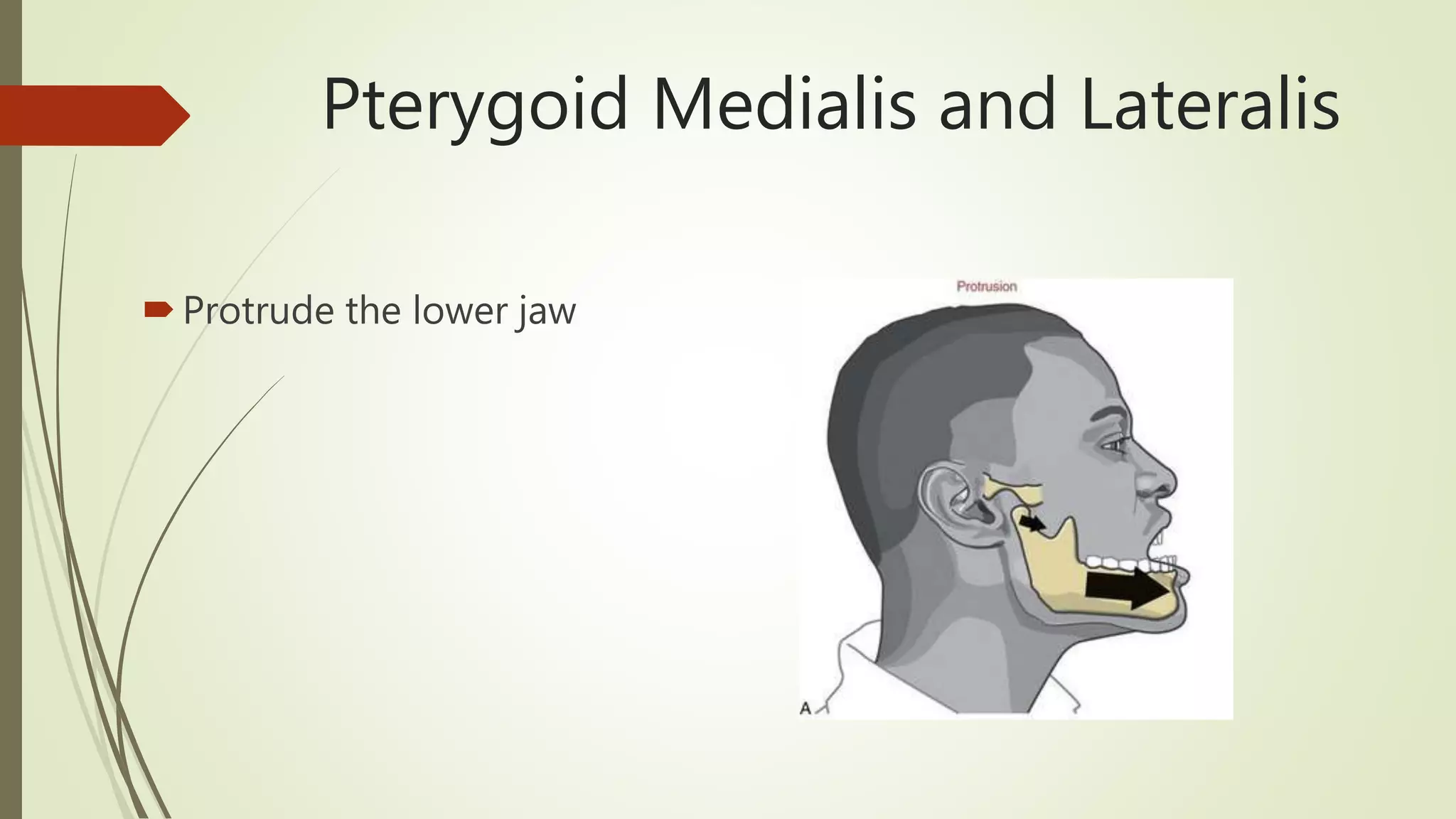 Manual Muscle Testing For Trunk, Neck & Face | PPTX